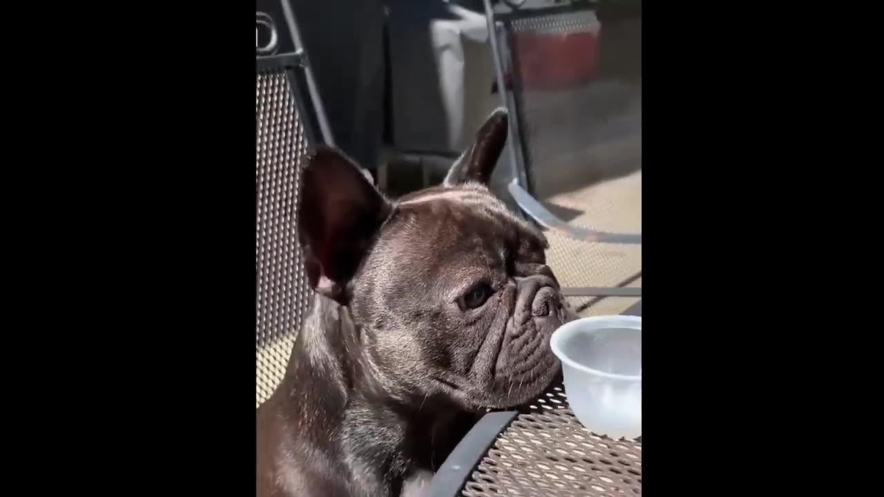 Funniest Animals Video Funny Dogs And Cats - One News Page VIDEO