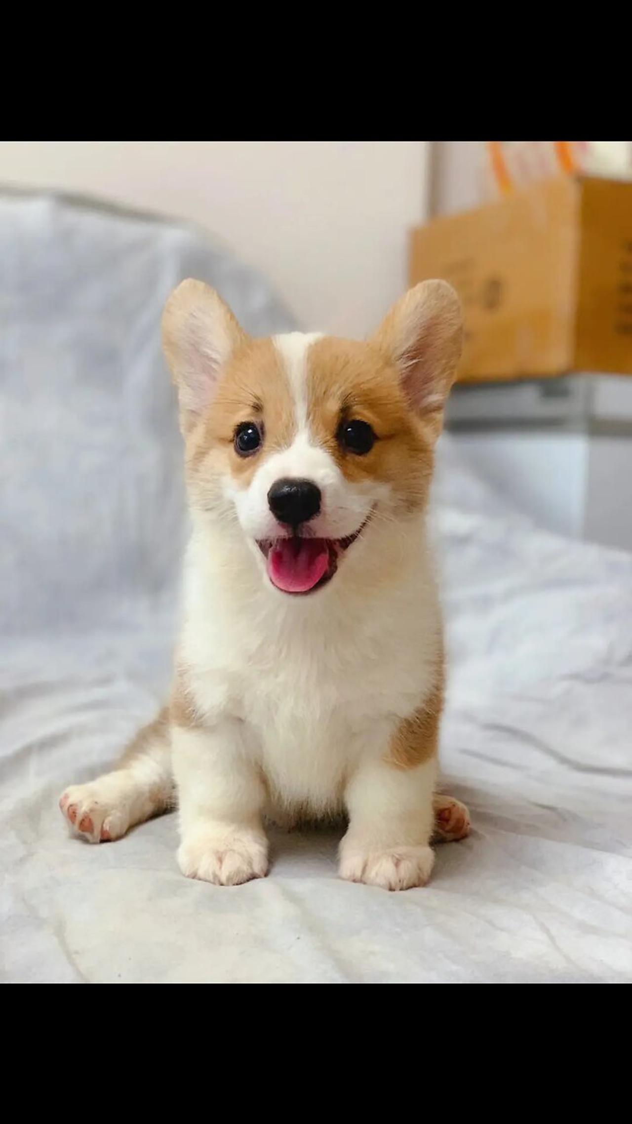 Cute and funny dog video, watch this must make - One News Page VIDEO