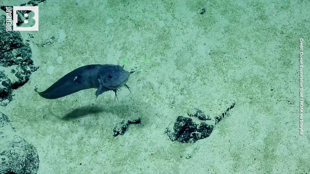 Researchers Enchanted by "Smiley" - One News Page VIDEO