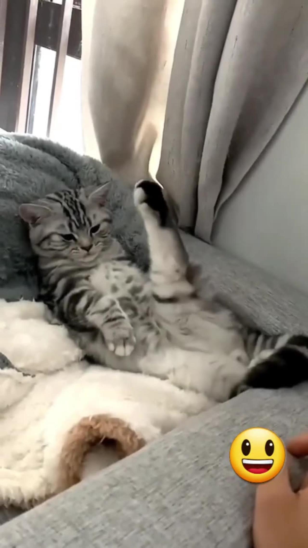 Cat funny - One News Page VIDEO