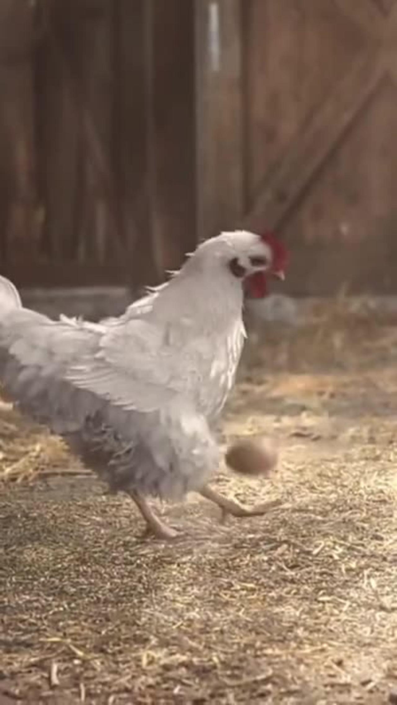 Funny chicken - One News Page VIDEO