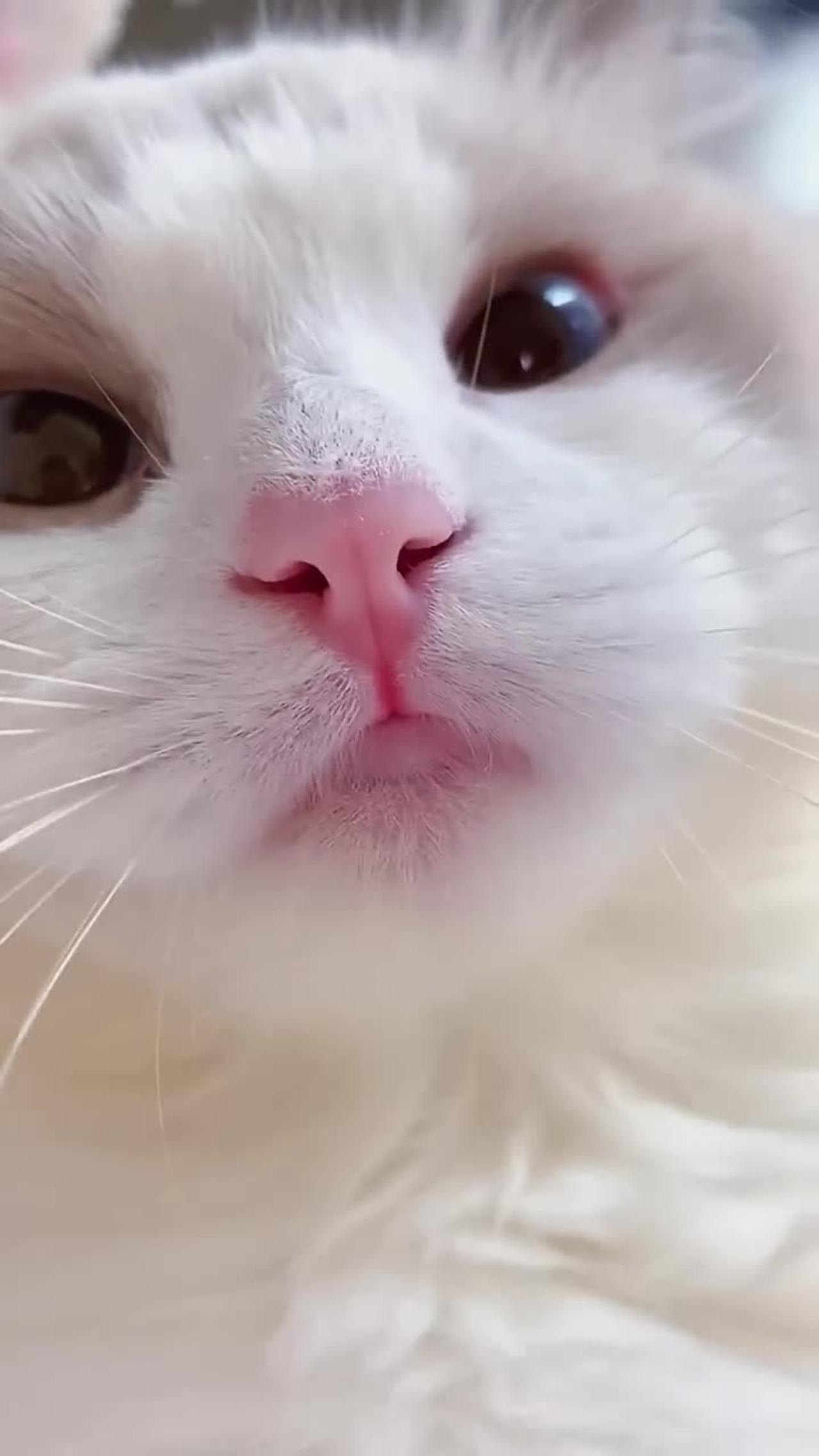 Funny Cat Meows Video and Voice Natural Fanny - One News Page VIDEO