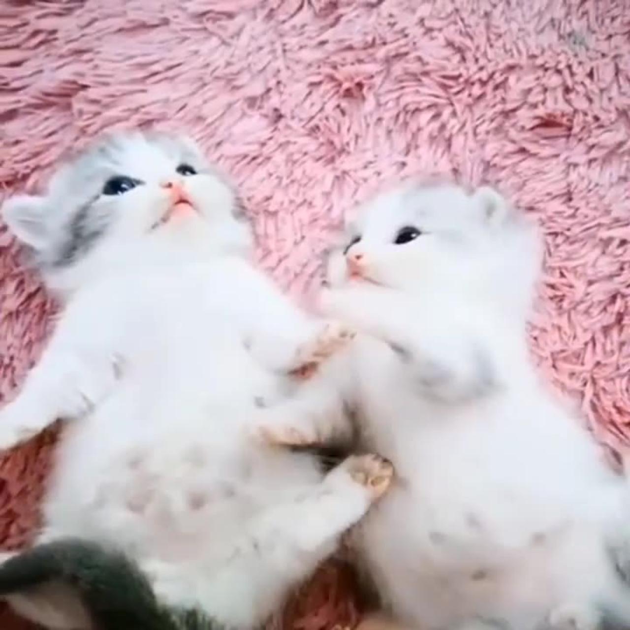Super Funny Cats and Little Kittens Meowing - One News Page VIDEO