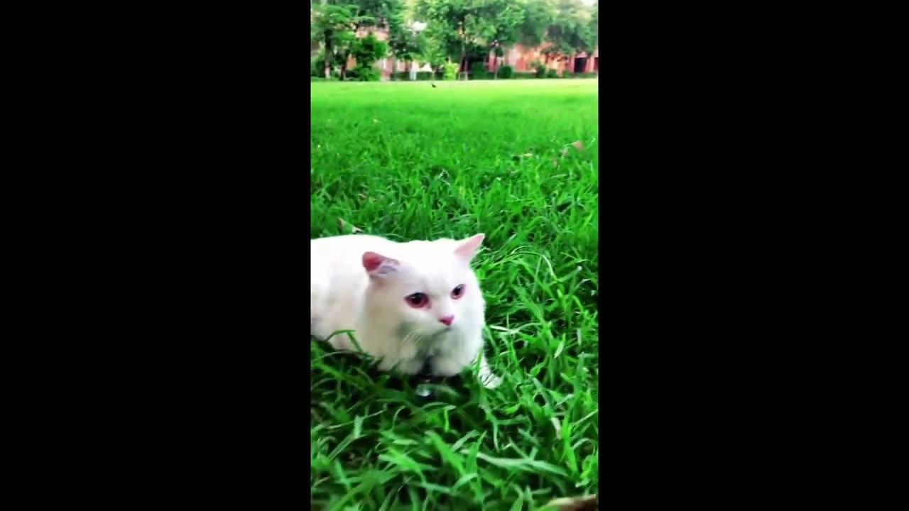 Funny Cats and Kittens Meowing Compilation - One News Page VIDEO