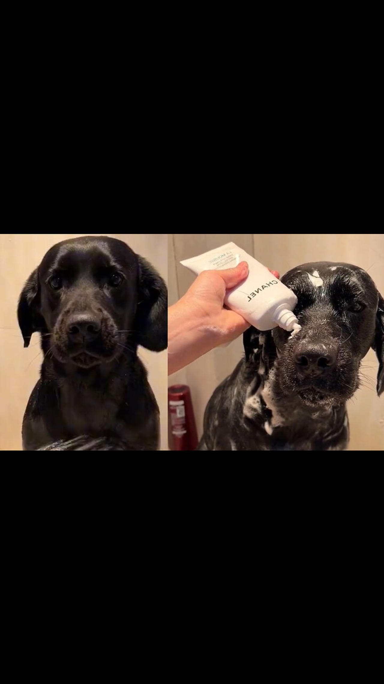 Calmest Dog in the world gets a Warm Bath - One News Page VIDEO