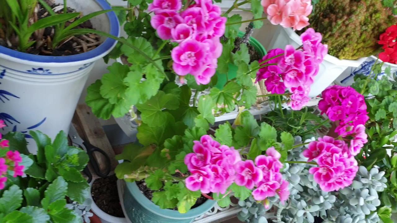 Potted plants grown on the veranda - One News Page VIDEO