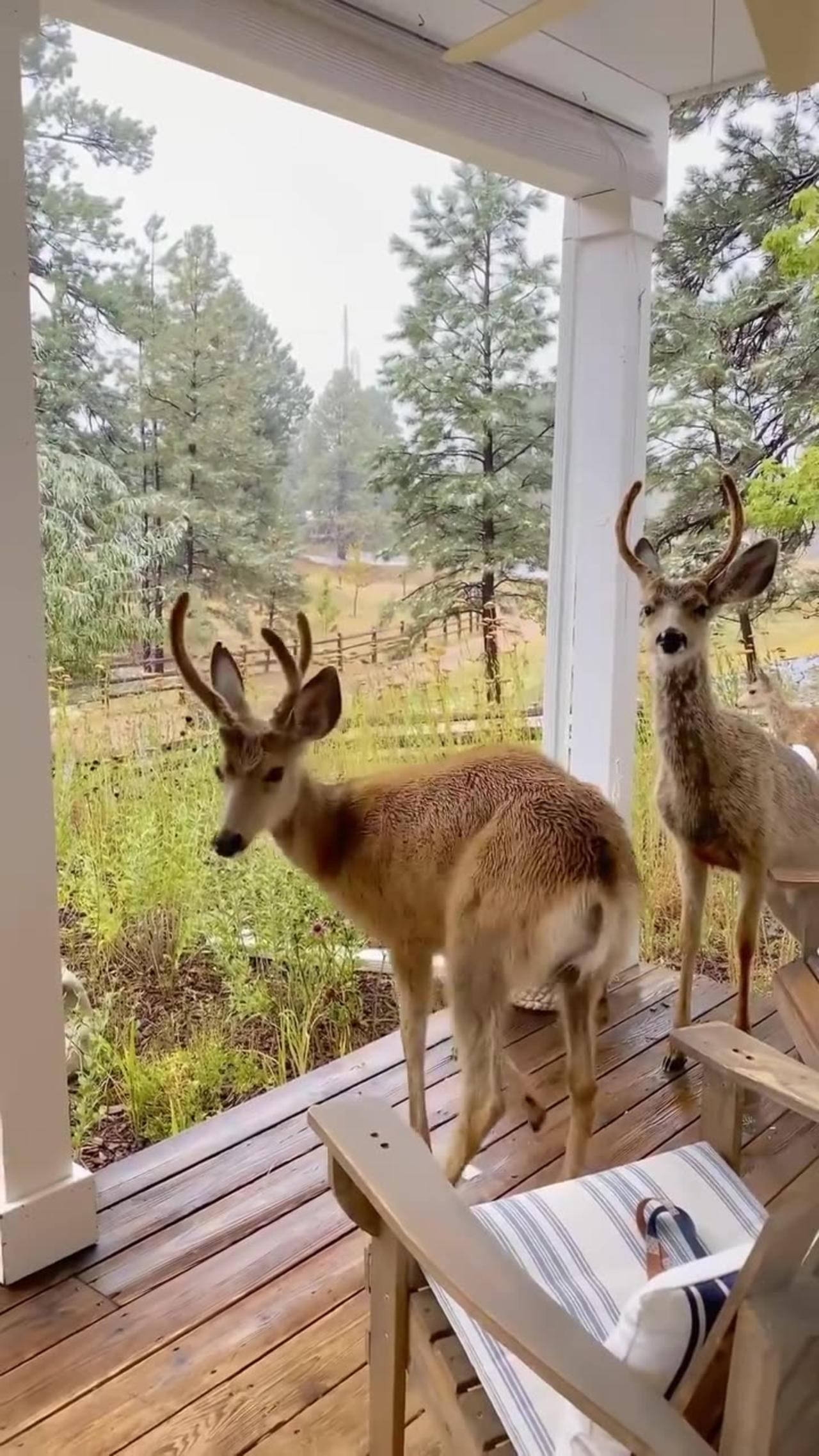 Friendship Of Two Deer . Cute Two Dear - One News Page VIDEO