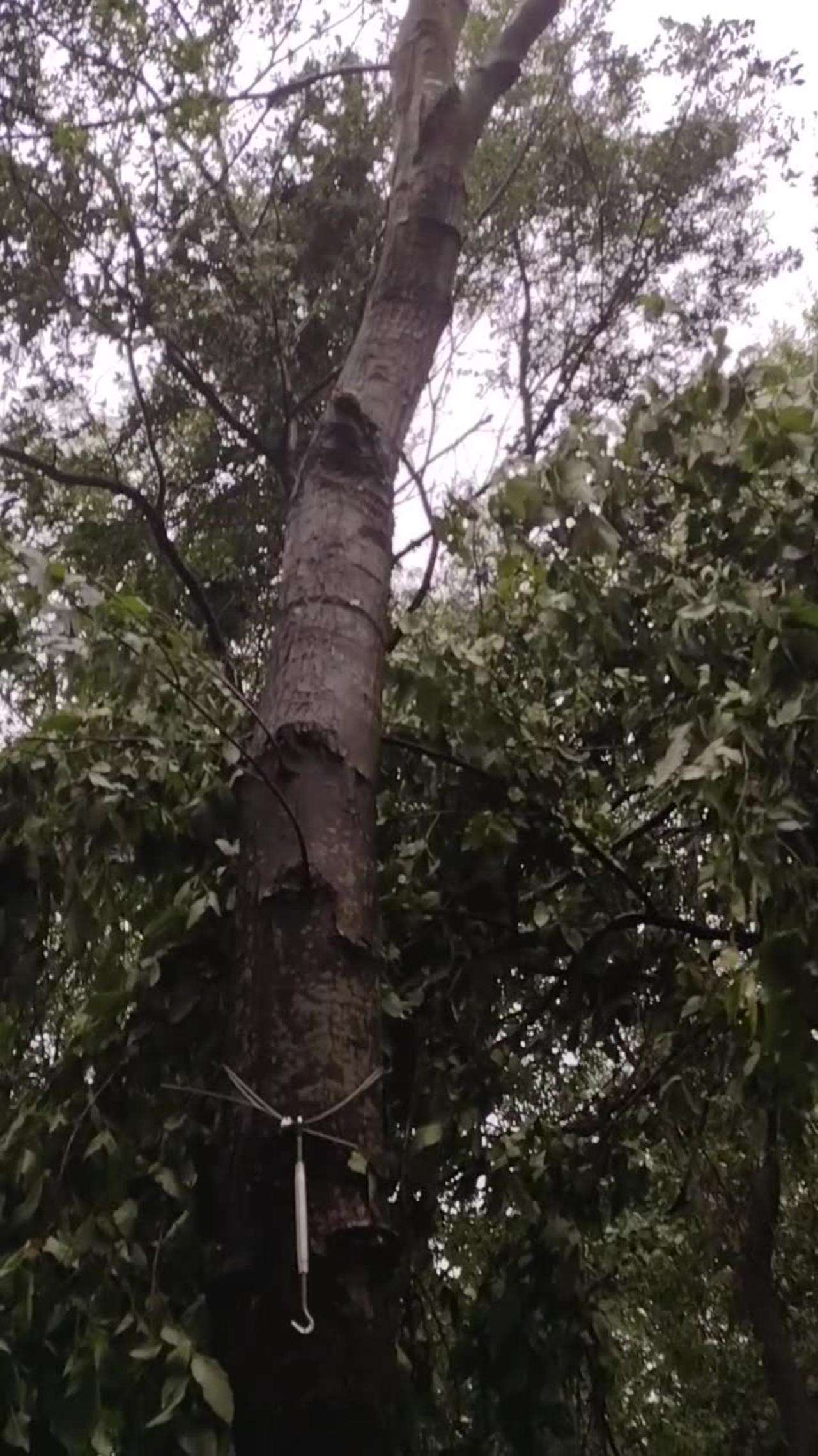 Hit by mini tornado - One News Page VIDEO