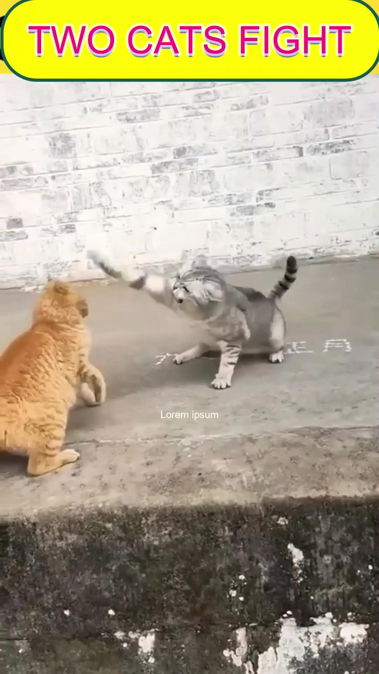 Two Funny Cats Fighting. - One News Page VIDEO