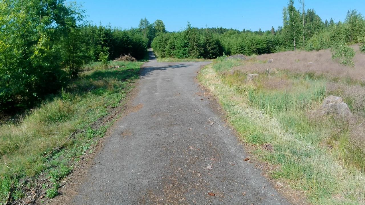 A beautiful walk in the woods - One News Page VIDEO