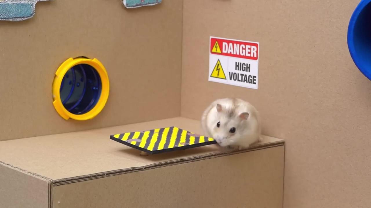 The Best Hamster Challenges - Hamster Escapes - One News Page VIDEO