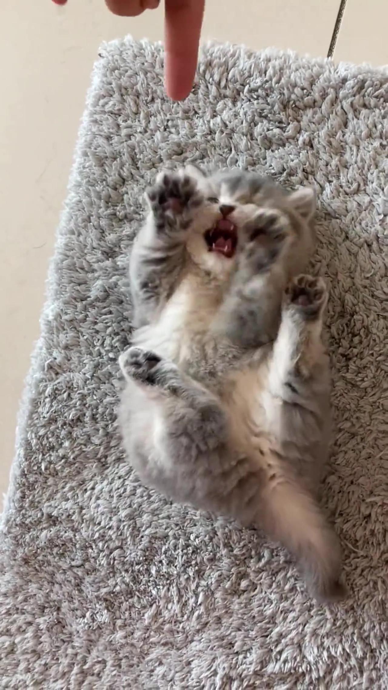 Funny cat - One News Page VIDEO