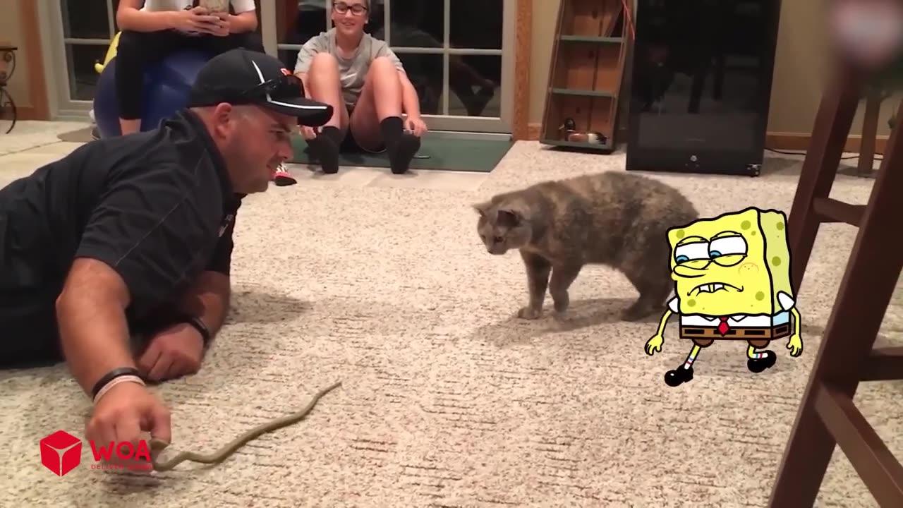 Funniest animals 2023 - One News Page VIDEO