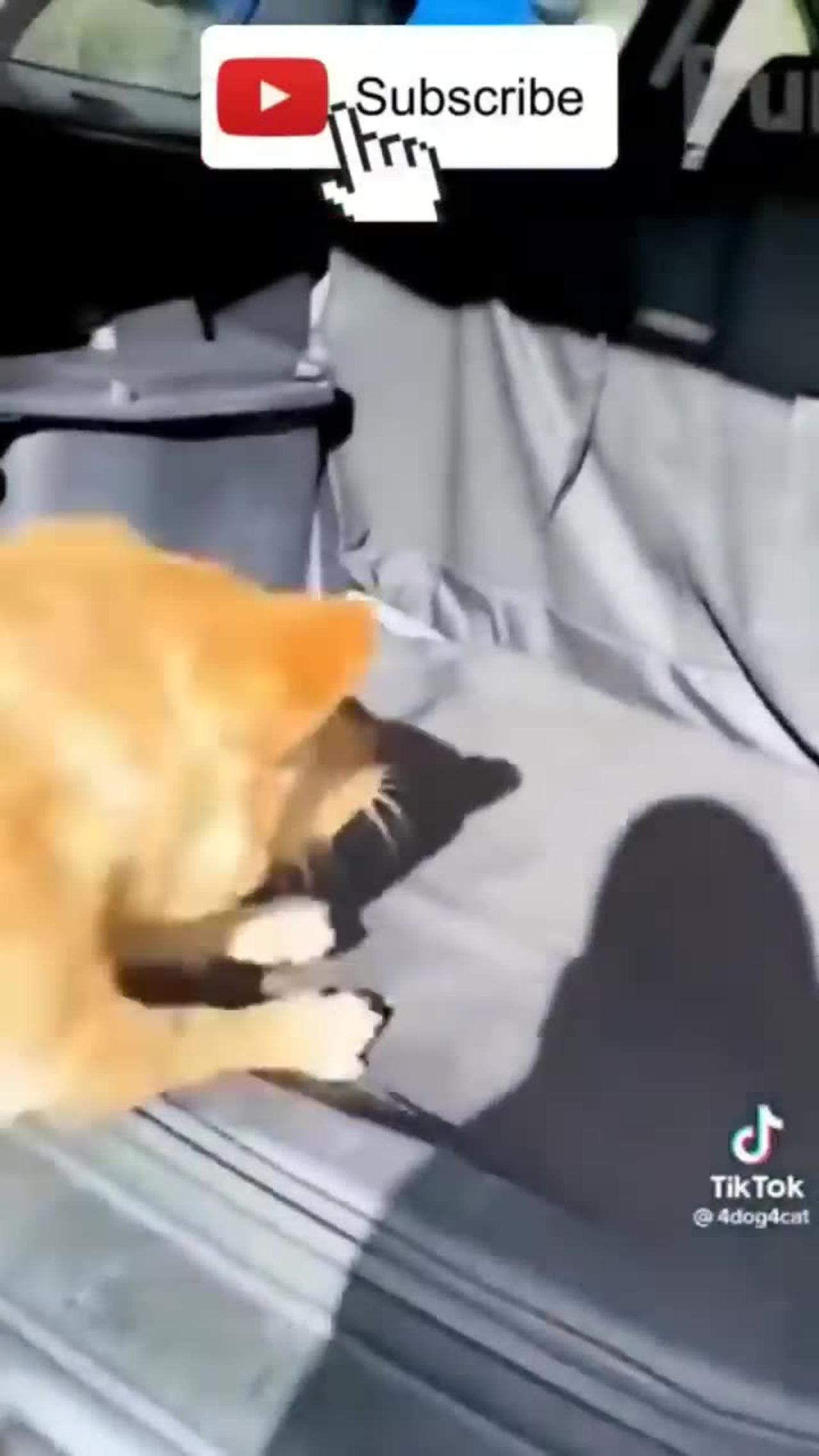 Funny animals. - One News Page VIDEO