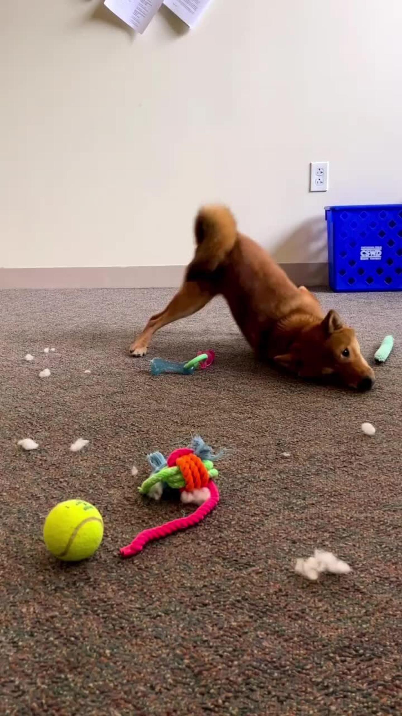 Puppy is rolling around on toys!.mp4 - One News Page VIDEO