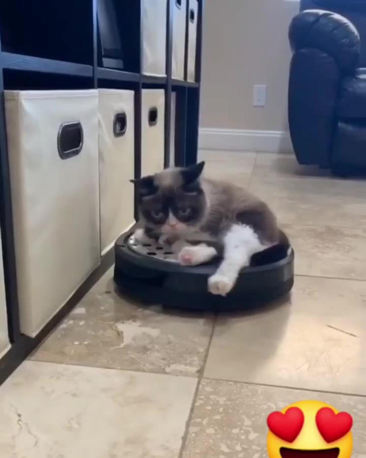 funny cat video - One News Page VIDEO