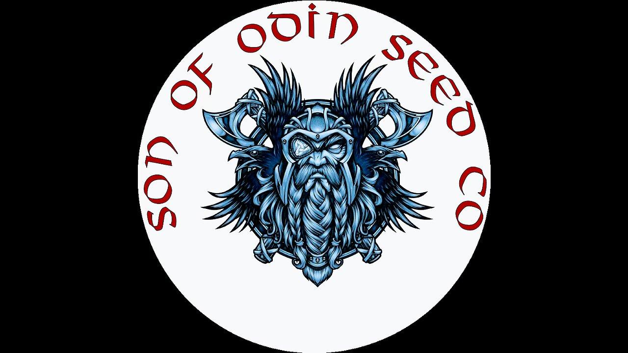 fried DAY 2 brain cells left fighting to see - One News Page VIDEO