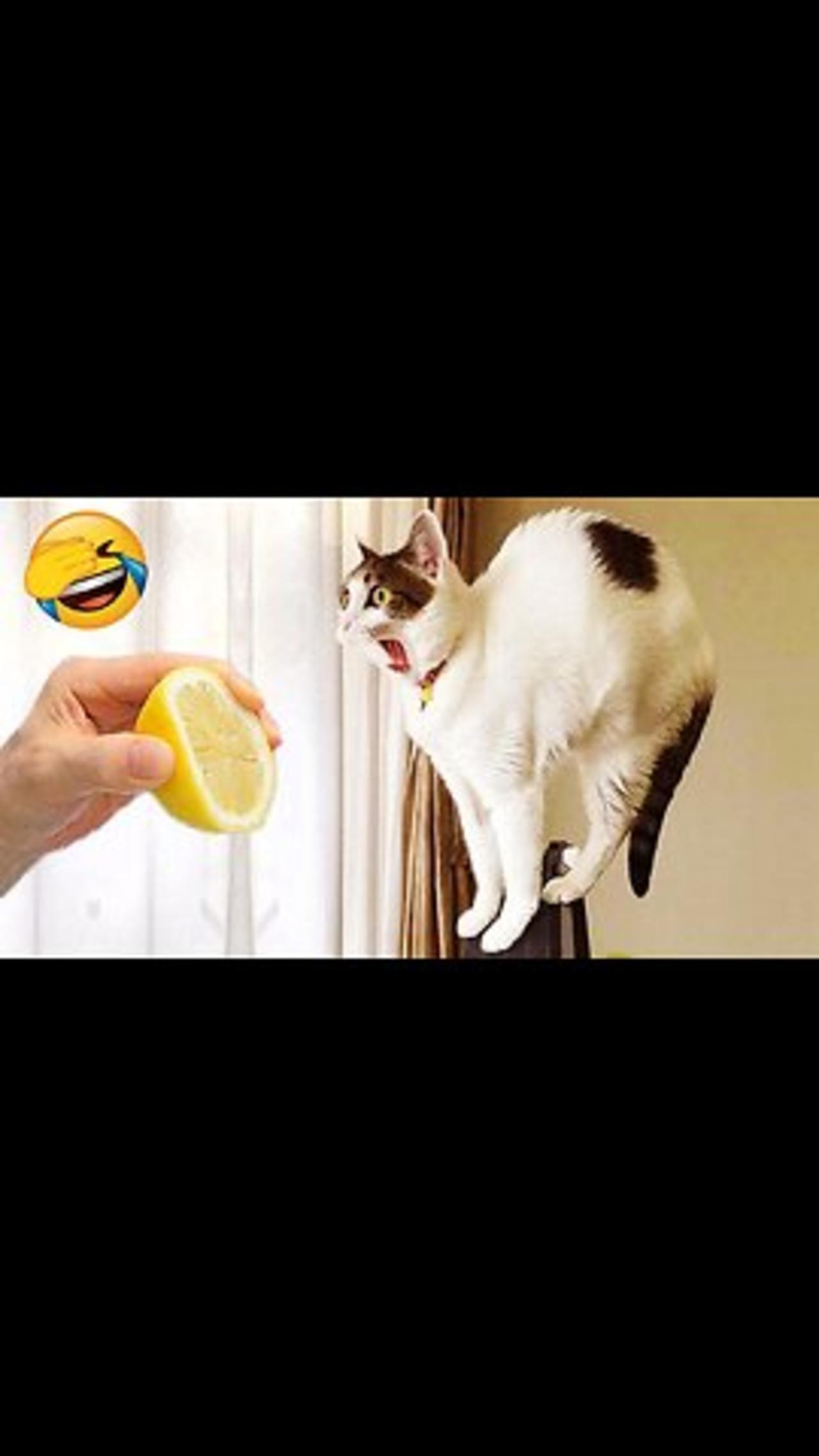 Cat videos - One News Page VIDEO