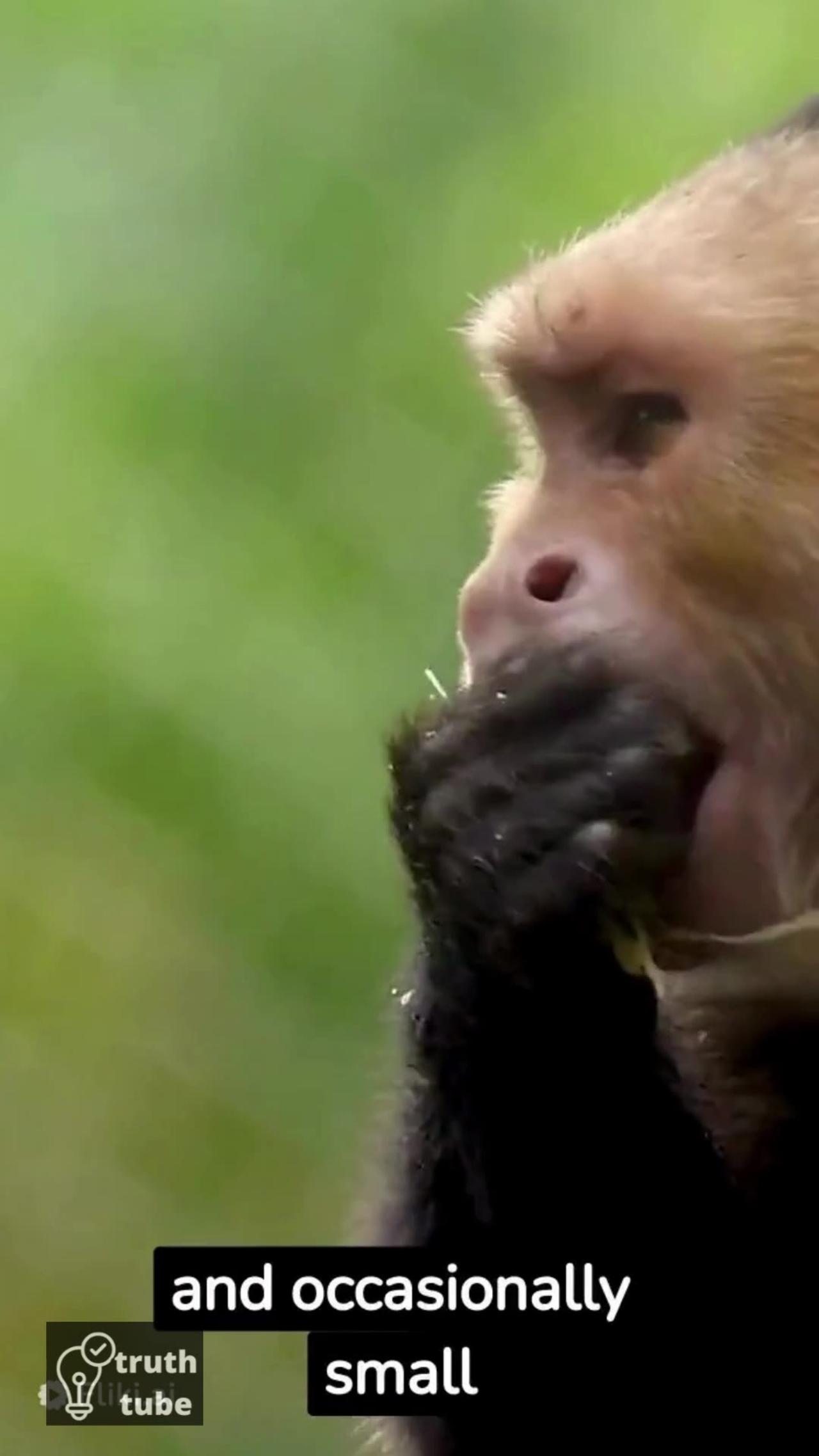 5 crazy facts about monkeys that will amaze you - One News Page VIDEO