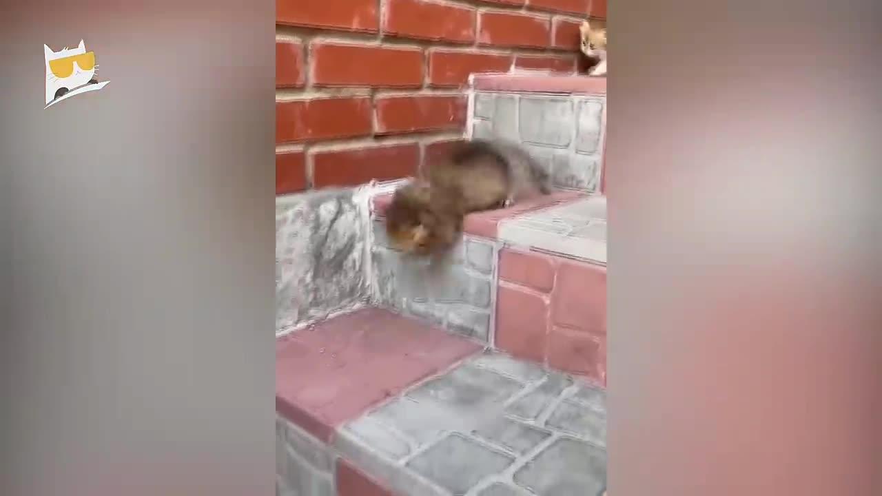 Funniest Animals 2023 - Funniest Cats and Dogs - One News Page VIDEO