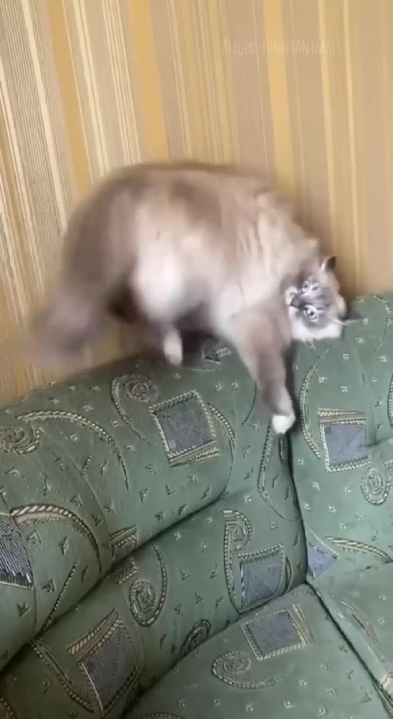 Funny cat video - One News Page VIDEO