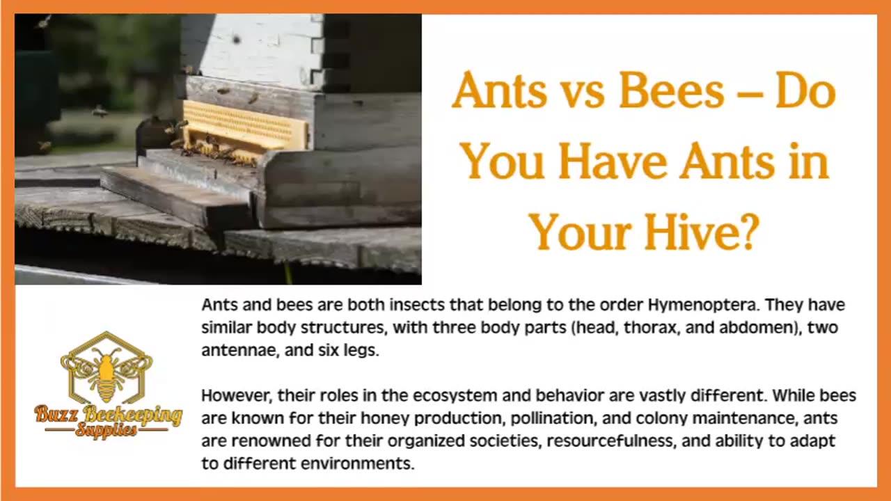Ants vs Bees – Do You Have Ants in Your Hive? - One News Page VIDEO