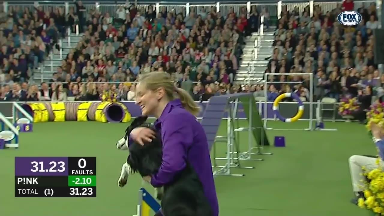 Pink the border collie wins back to back titles - One News Page VIDEO