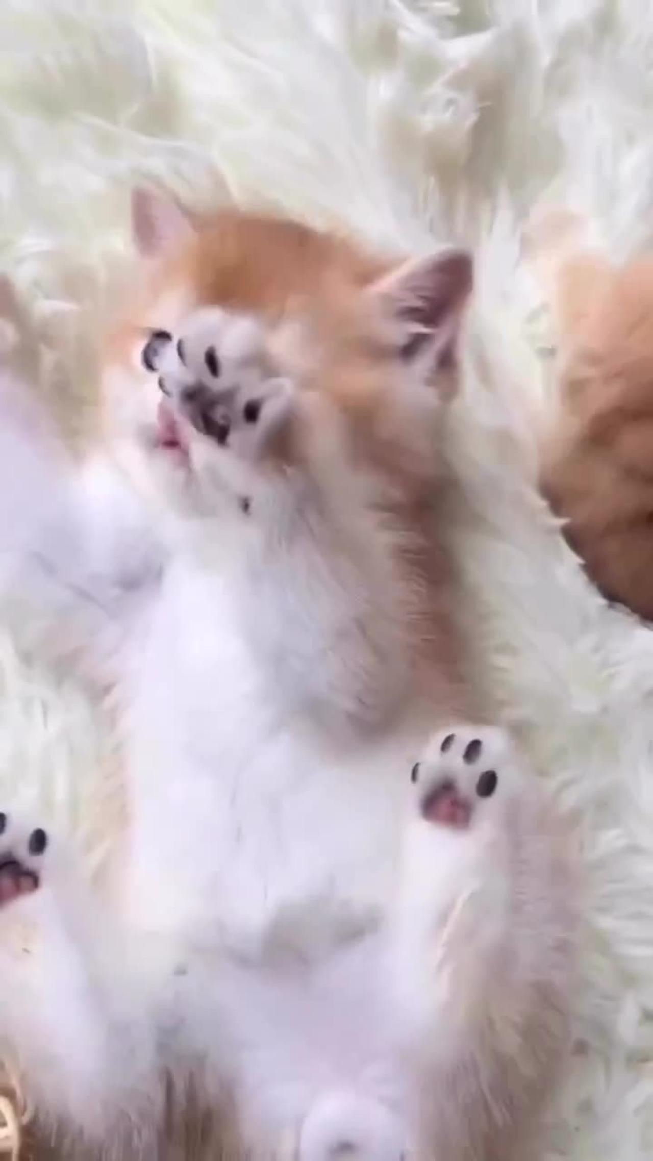 Baby cat - One News Page VIDEO
