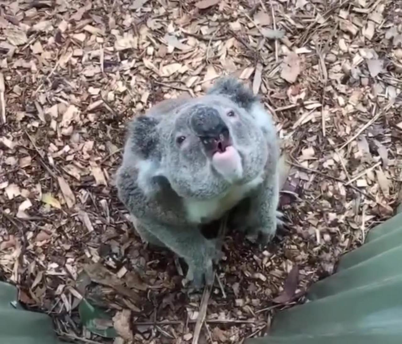 Hilarious koala - One News Page VIDEO