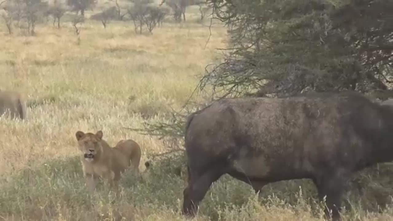 Lion vs Buffalo - One News Page VIDEO