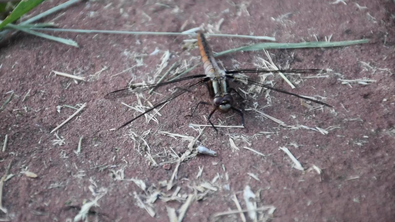 Bugs: Invertebrates of Southeastern Ontario 2 - One News Page VIDEO