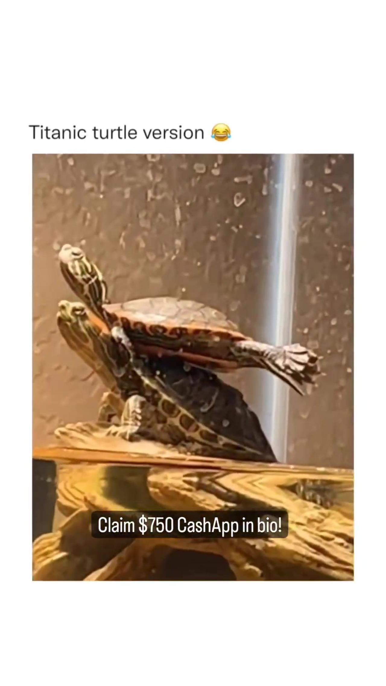 Titanic pose turtle video - One News Page VIDEO
