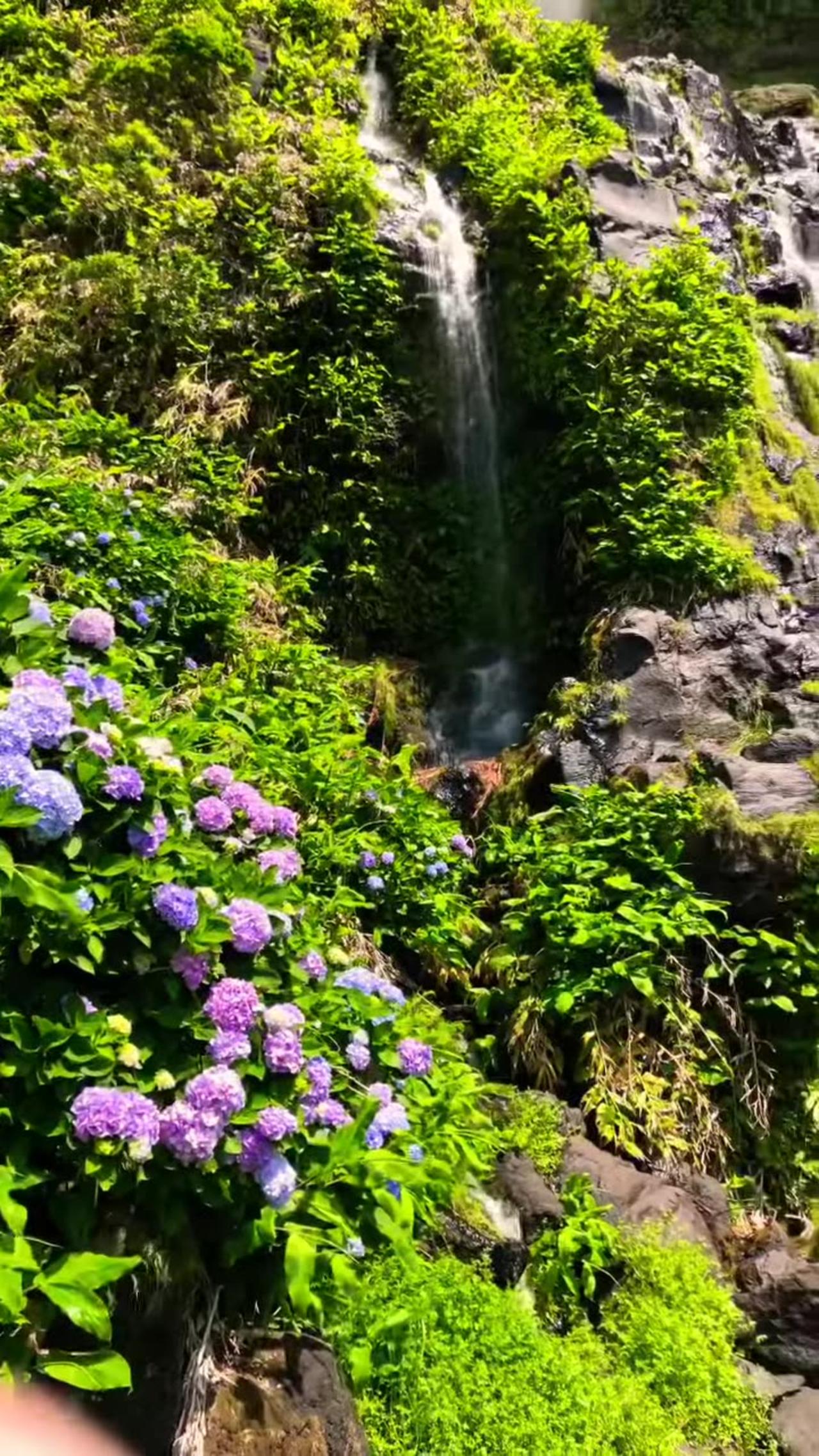 Beautiful fall nature landscape portugal açores - One News Page VIDEO