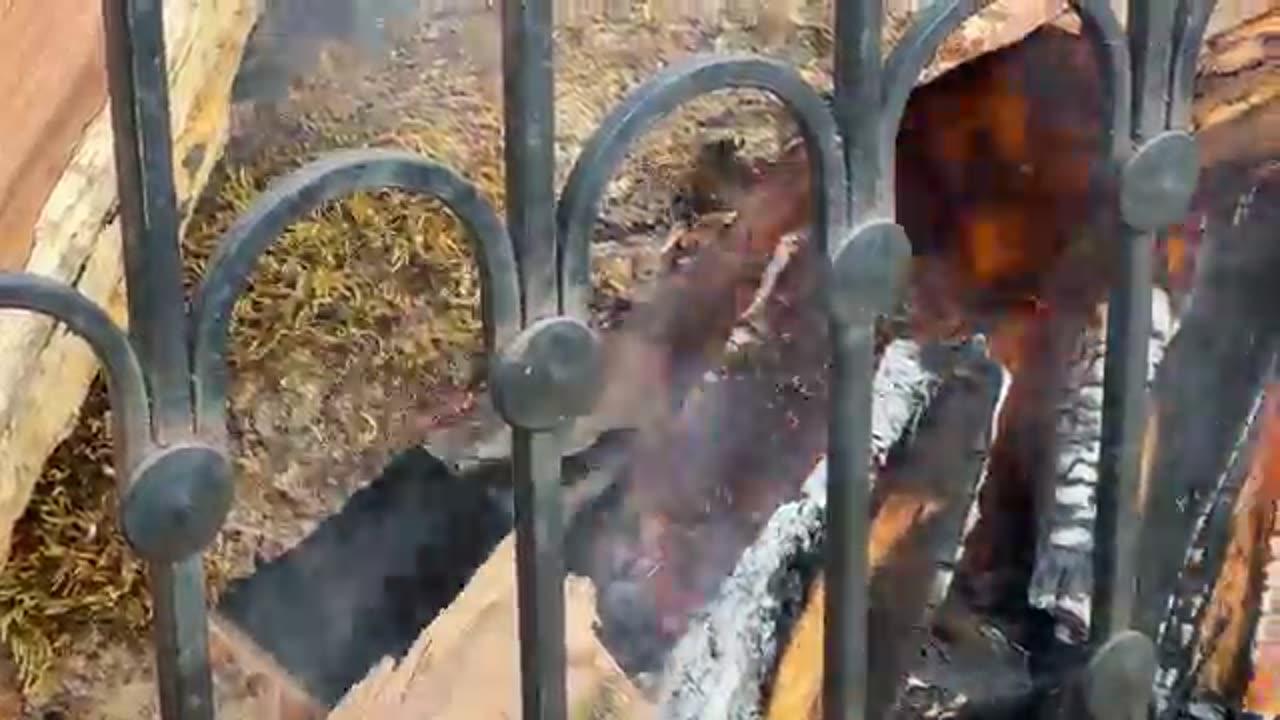 Cooking roasting a Hugh Bull on steel spit . The - One News Page VIDEO