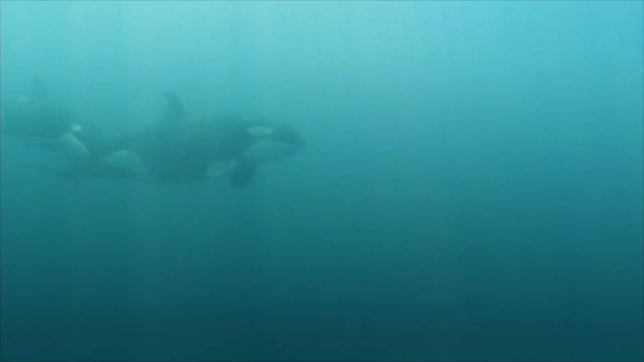 Skin Lesions Appearing on Orcas Signals Serious - One News Page VIDEO