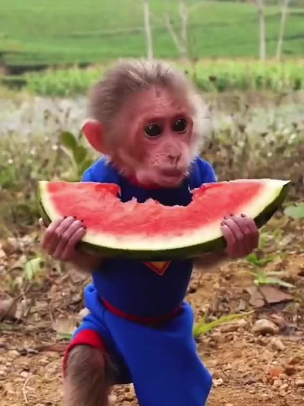 Munching Monkeys: A Delightful Feast for the - One News Page VIDEO