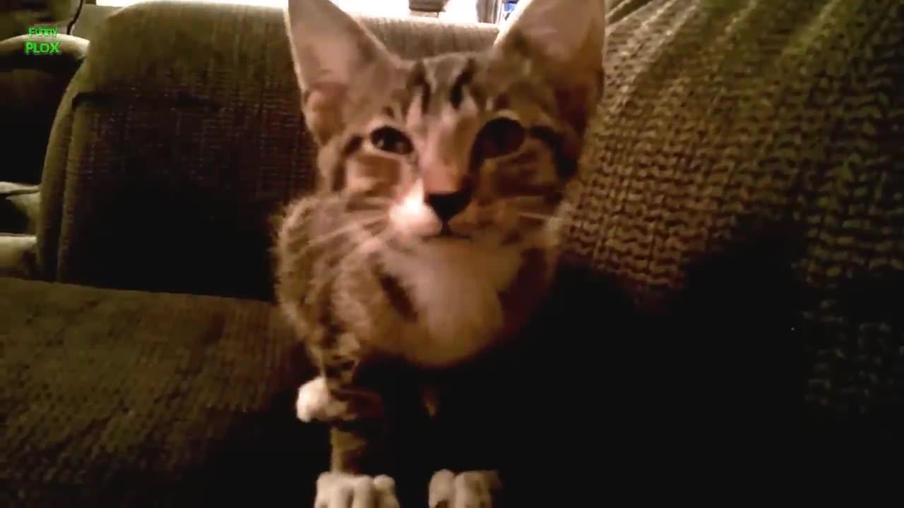 Funny Cats and Kittens Meowing Compilation - One News Page VIDEO