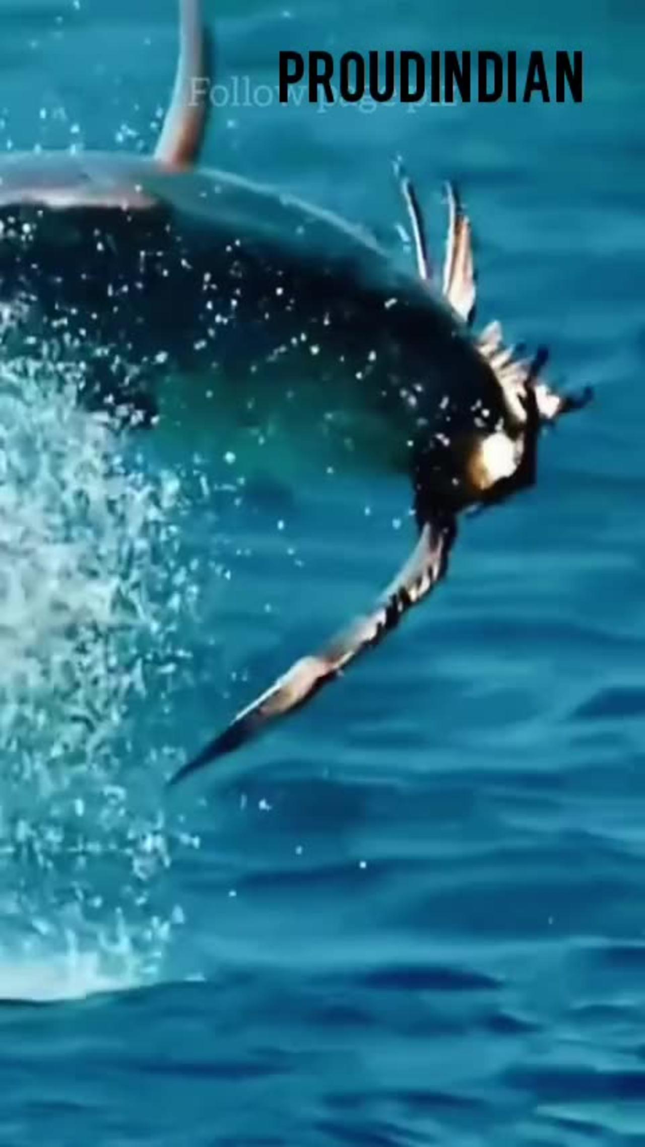 Big Sea Fish Catch the Bird - One News Page VIDEO