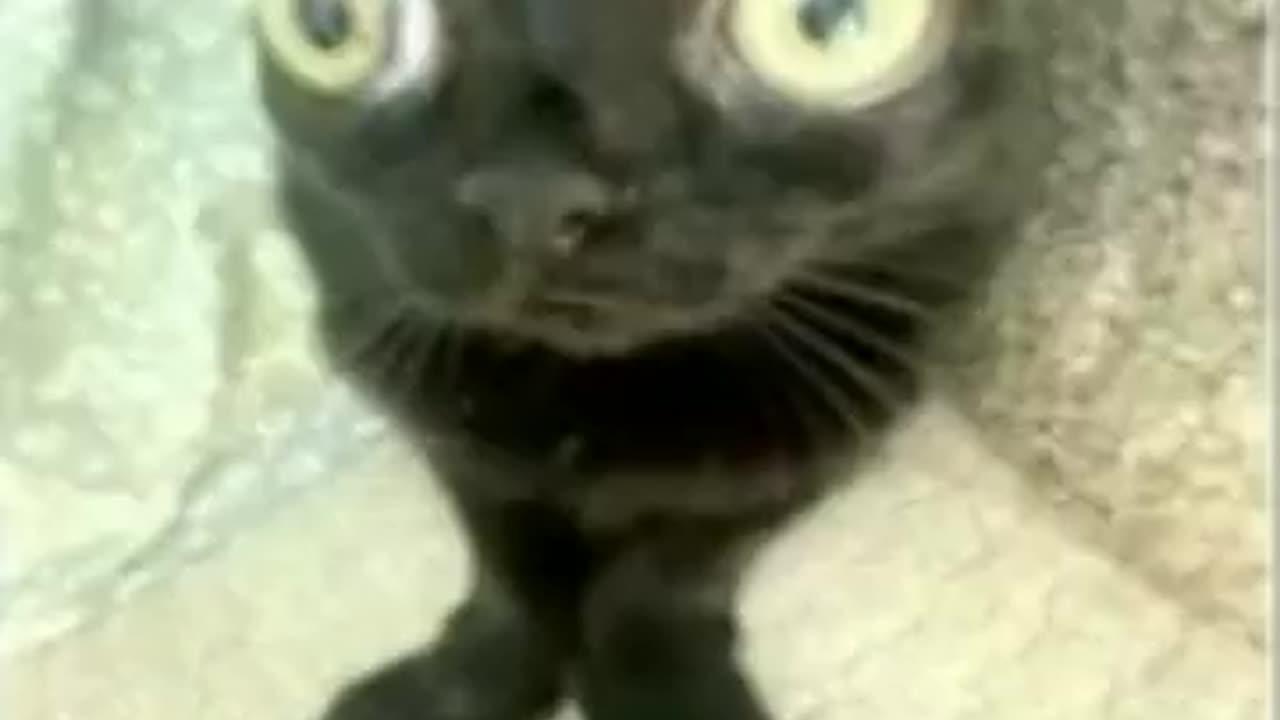 jinx the cat - One News Page VIDEO