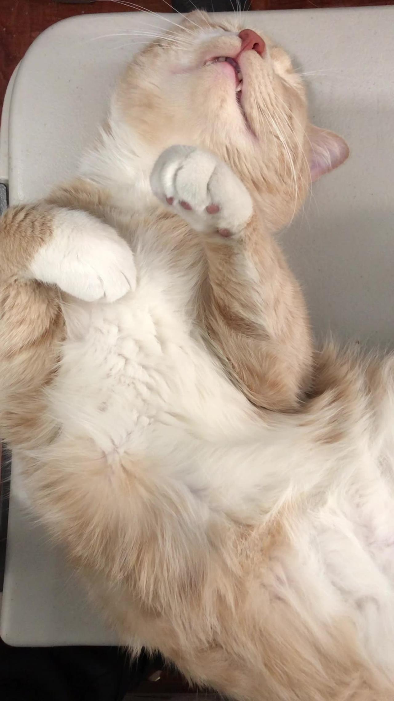 Cat cute cat funny cat - One News Page VIDEO