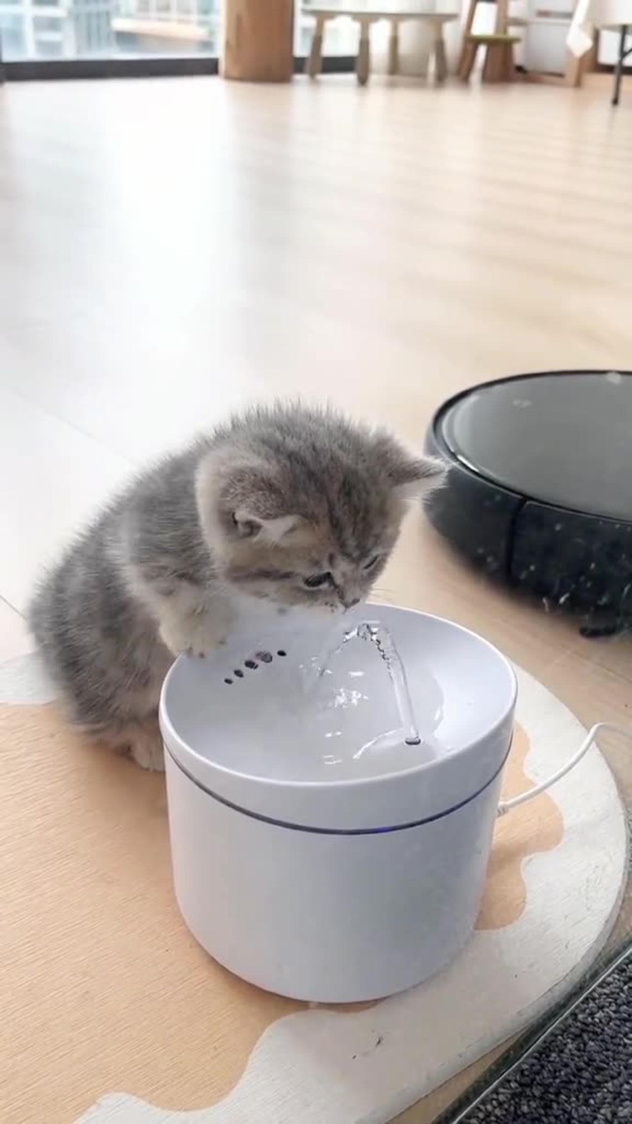 She can play for a day Kitten cute - One News Page VIDEO