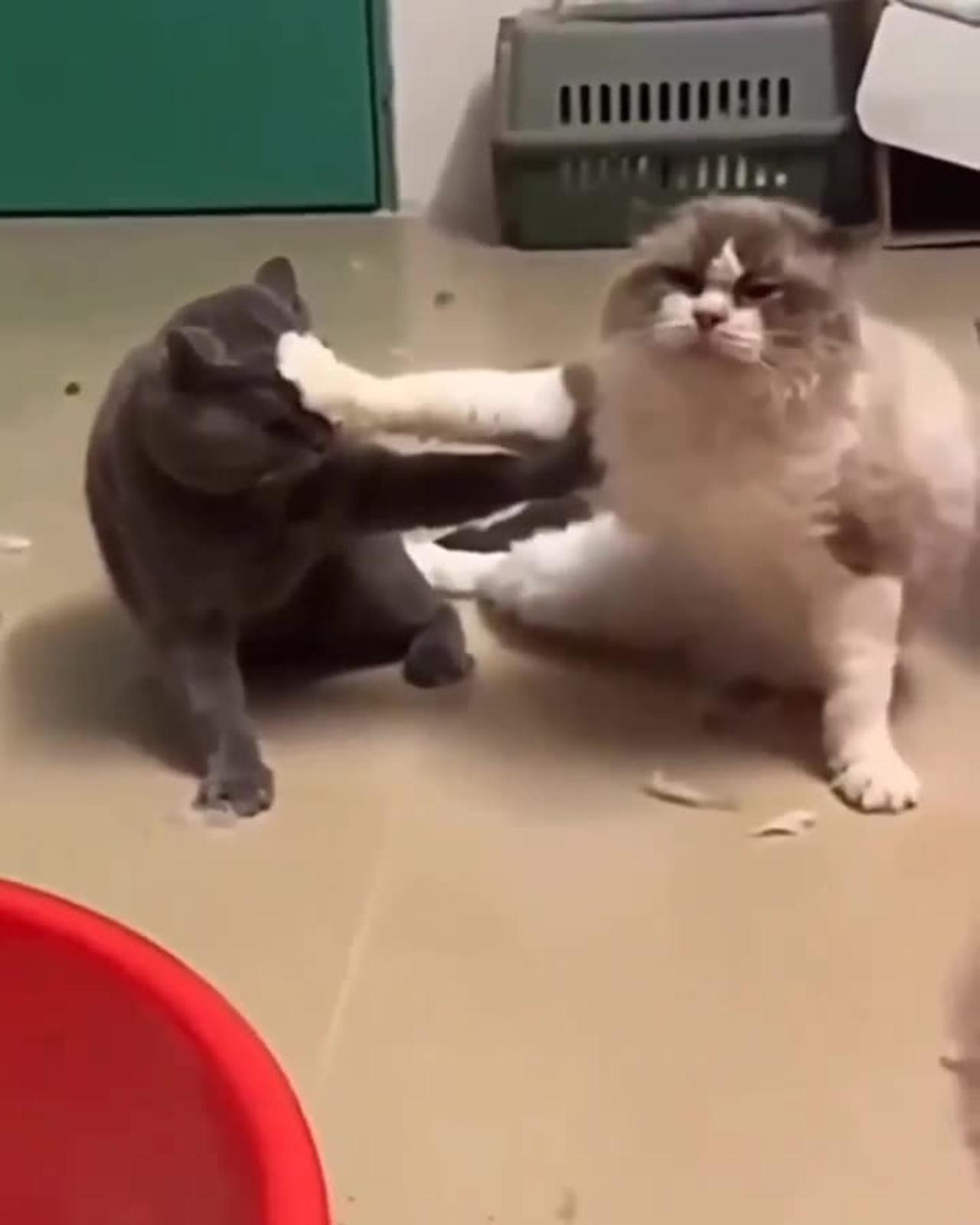 Funny cat - One News Page VIDEO