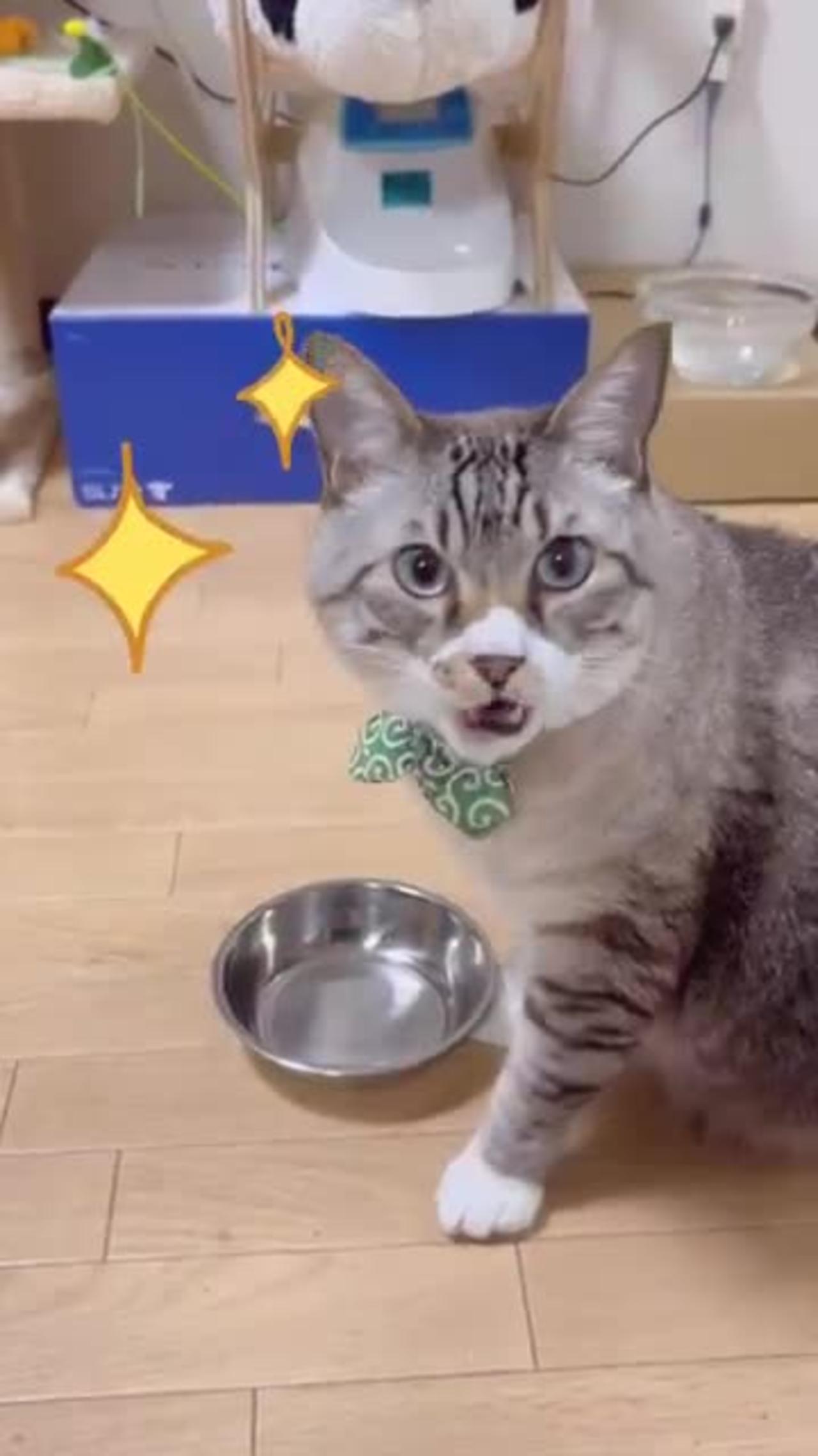 Cat funny video #5 - One News Page VIDEO
