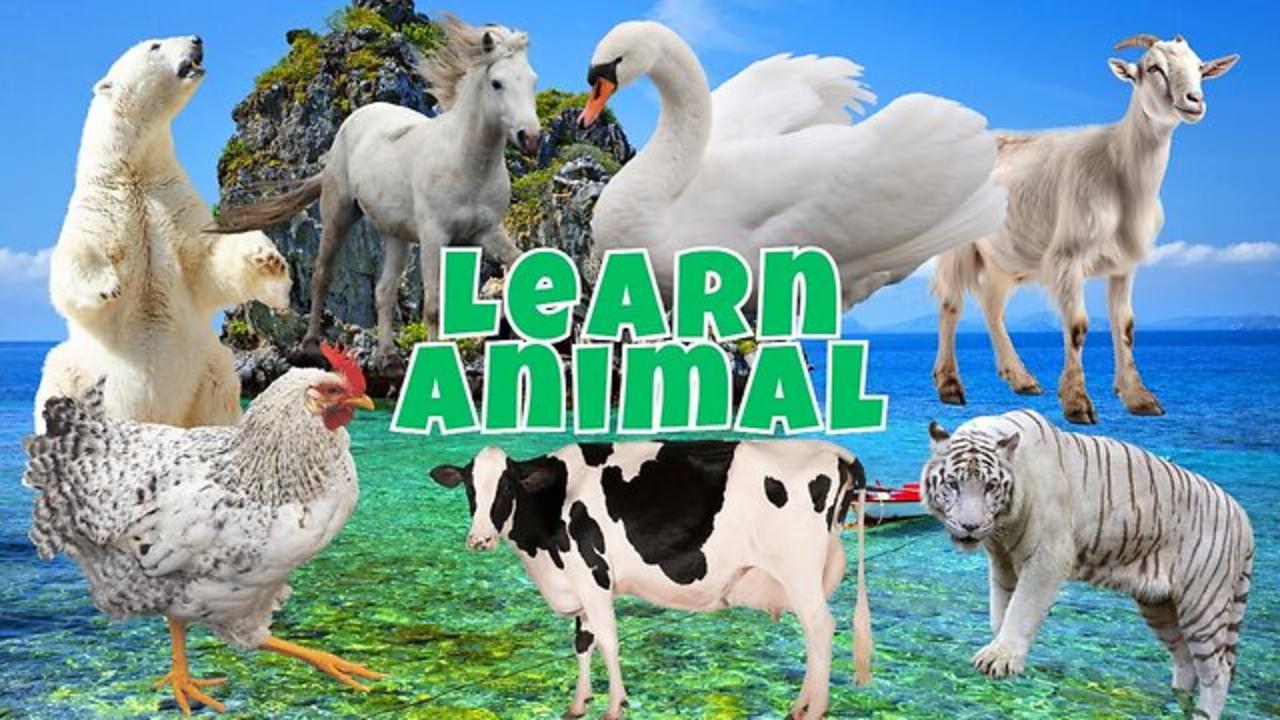 Learn Farm Animals, - One News Page VIDEO