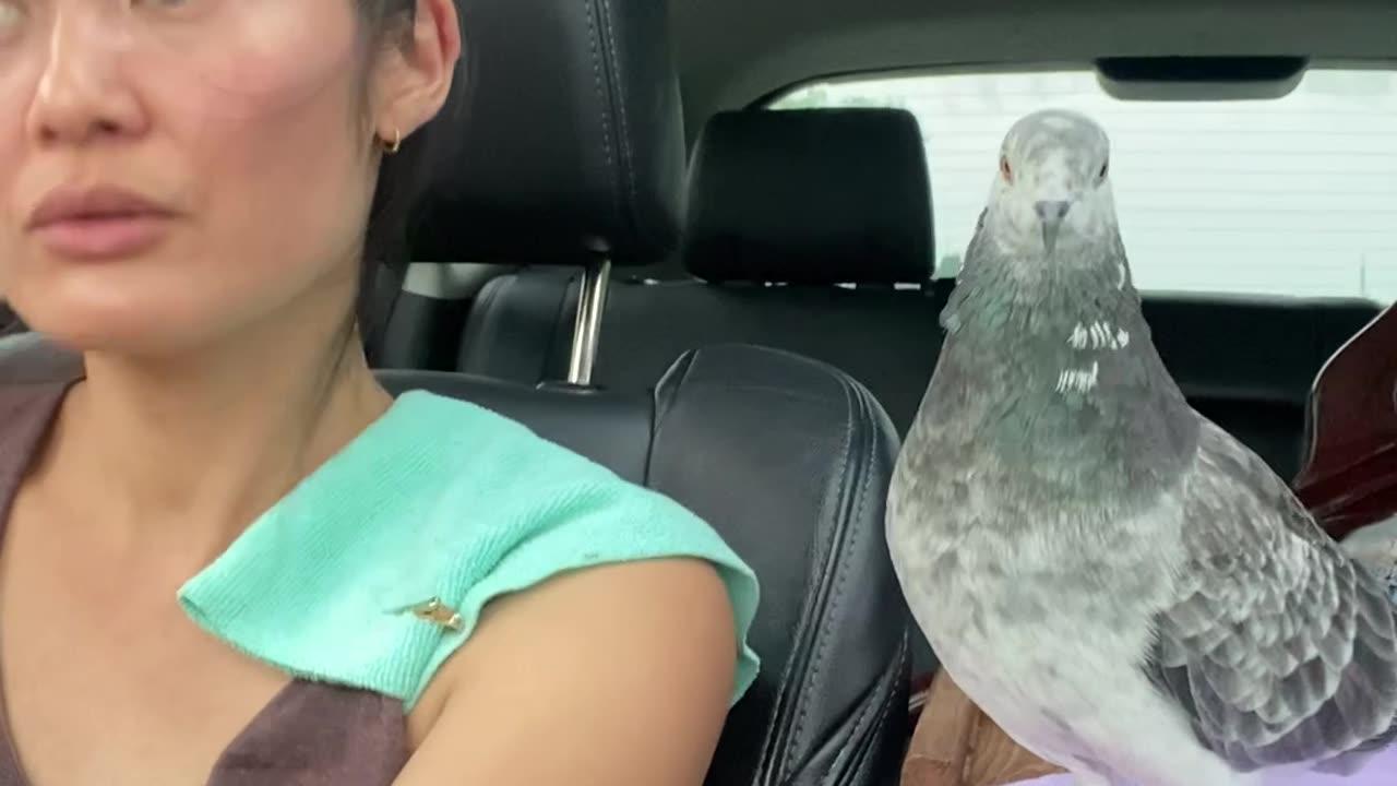 Car rides and head bops - One News Page VIDEO