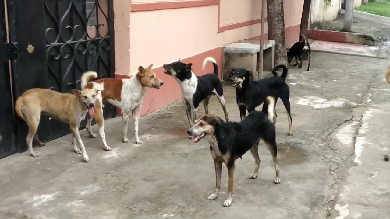 Street dogs fight on roads with hange over - One News Page VIDEO