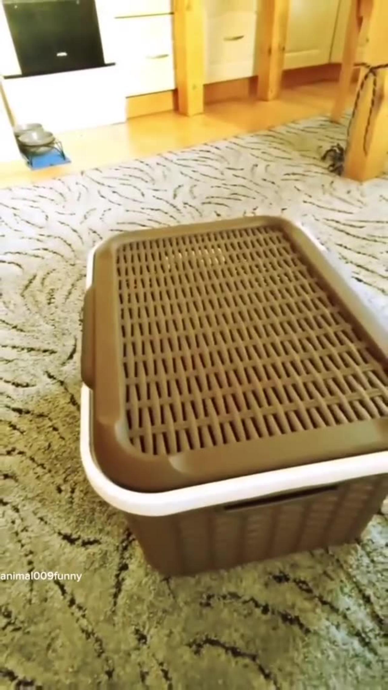 "Unleashing the Inner Tiger: Watch out, - One News Page VIDEO