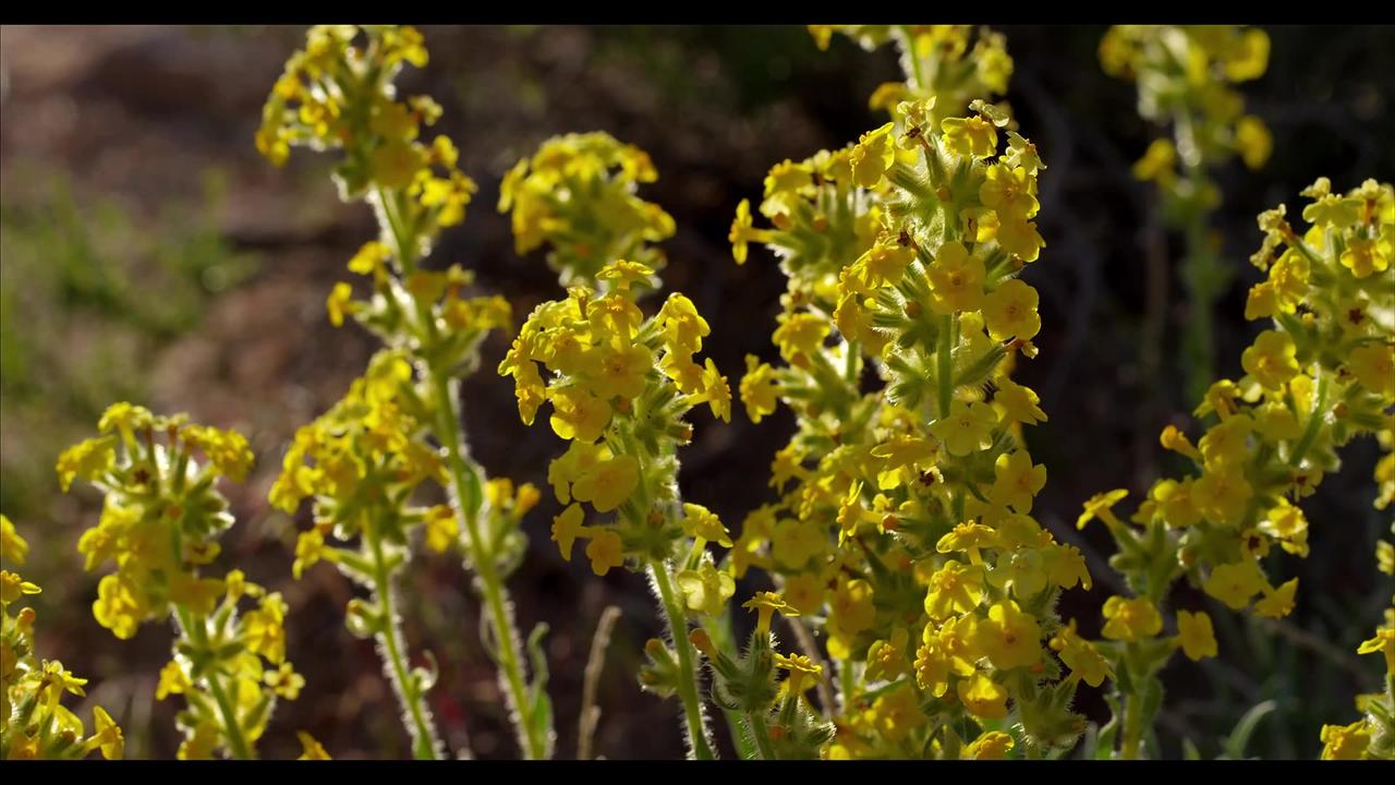 Time lapse of the American southwest nature - One News Page VIDEO
