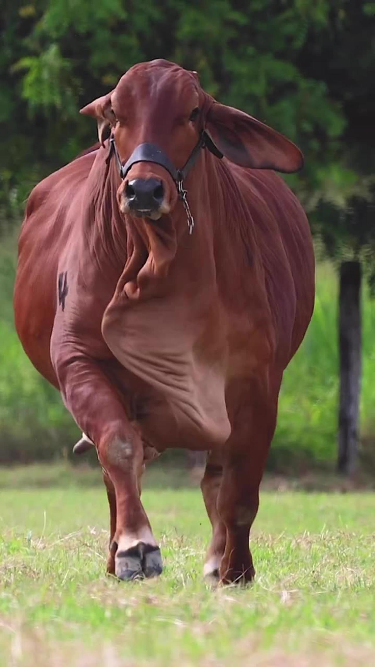 Giant cow 😱 - One News Page VIDEO