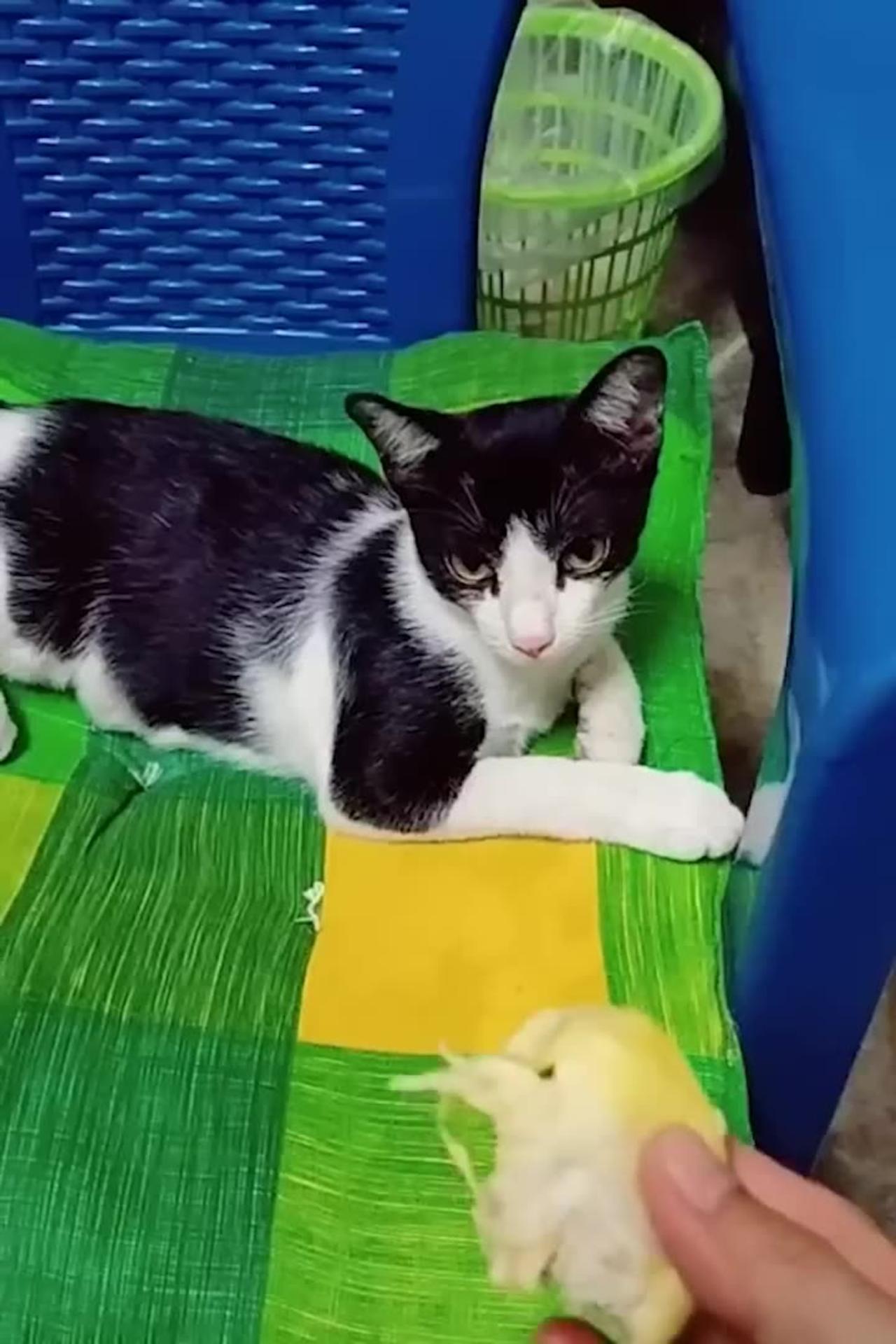 Funny_Cats_and_Dogs_2023 - One News Page VIDEO